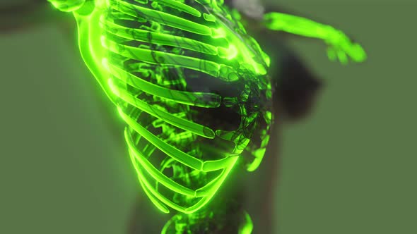 Visible Illustrated Human Skeleton Bones, Motion Graphics | VideoHive