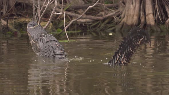 Gator bellows and growls in slow motion with tail swaying as water ...