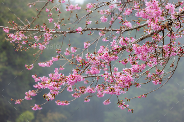 Sakura tree in bloom over the forest background with fog mist Stock ...