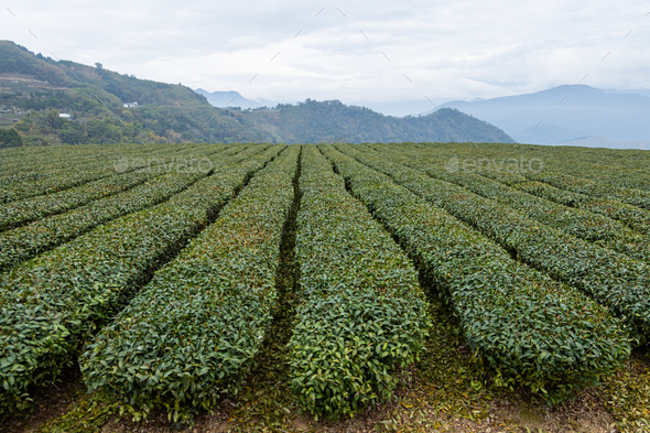 Tea field in Shizhuo Trails at Alishan of Taiwan Stock Photo by leungchopan