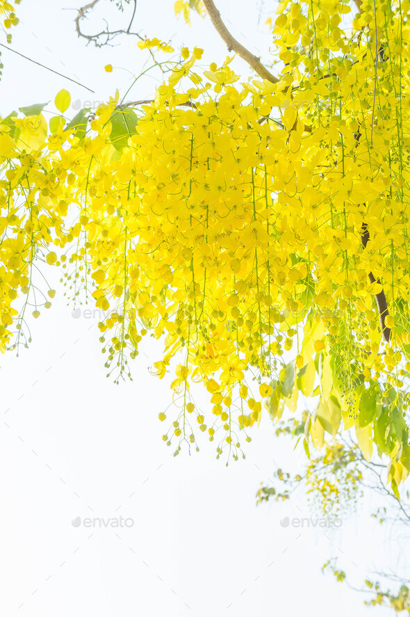 Cassia fistula flowers, Golden shower flowers , Yellow flowers summer in thailand Stock Photo by ...
