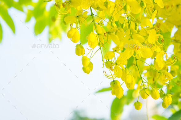 Cassia fistula flowers, Golden shower flowers , Yellow flowers summer in thailand Stock Photo by ...