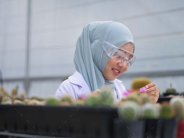 The beautiful muslim botanist prepare for propagation of the cactus in ...