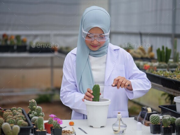 The beautiful muslim botanist prepare for propagation of the cactus in ...