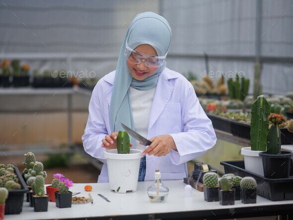 The beautiful muslim botanist prepare for propagation of the cactus in ...