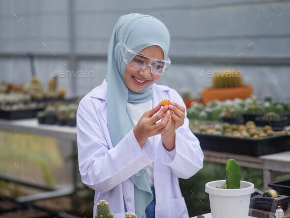 The beautiful muslim botanist prepare for propagation of the cactus in ...