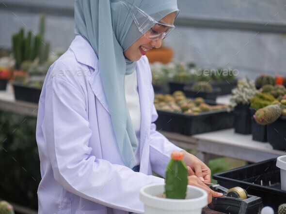 The beautiful muslim botanist prepare for propagation of the cactus in ...