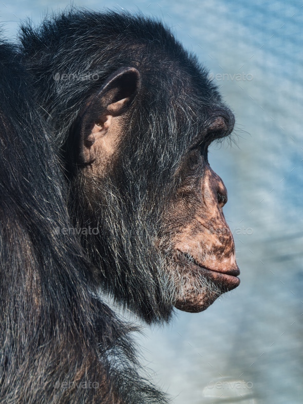 Chimpanzee primate side portrait Stock Photo by 01Rasti | PhotoDune