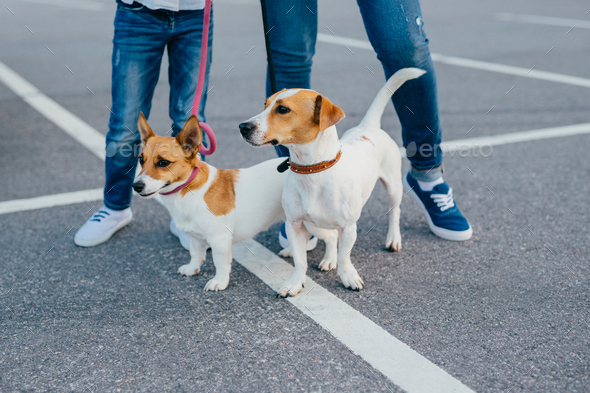 Two dogs with unrecognizable owners on leashes have walk outdoor, pose ...