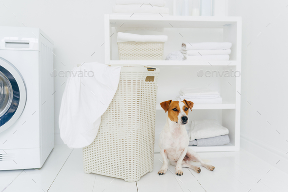pedigree domestic animal poses in laundry room near white basket with ...