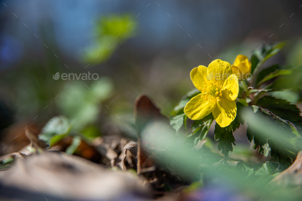 Spring hope Stock Photo by mary_8405 | PhotoDune