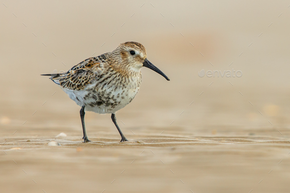 Dunlin wader bird on beach during migration Stock Photo by ...