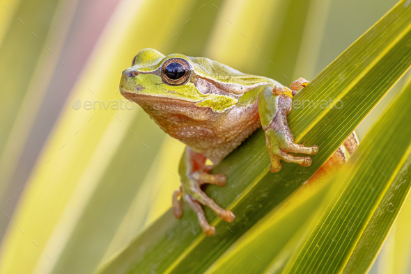 Tree frog peeking from behind leaf Stock Photo by CreativeNature_nl