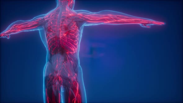 Blood Vessels of Human Body, Motion Graphics | VideoHive
