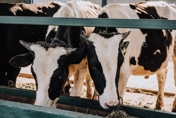 domestic beautiful cows eating hay in stall at farm Stock Photo by ...