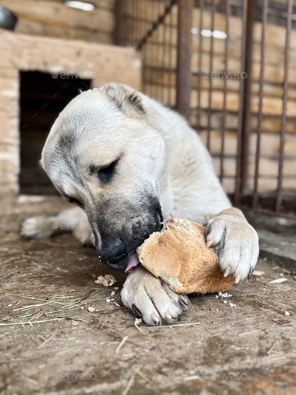 dog nibbles a loaf of bread Stock Photo by tomson_kz | PhotoDune