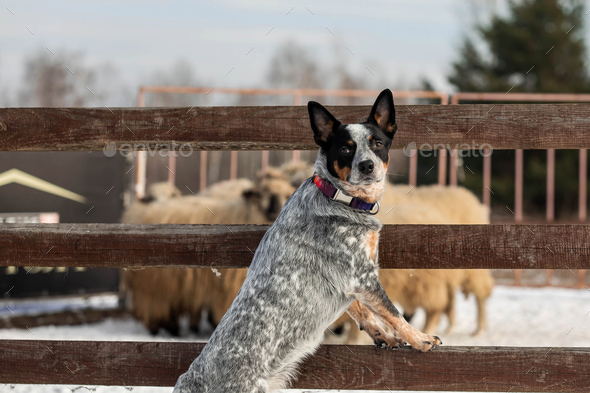 Australian Cattle Dog in action, herding a group of sheep. Dog breed's ...