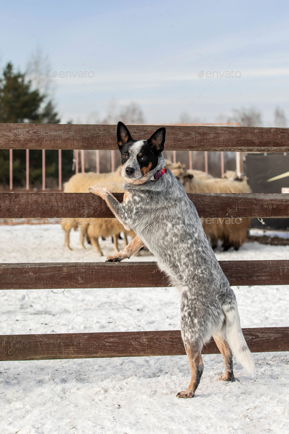 Australian Cattle Dog in action, herding a group of sheep. Dog breed's ...