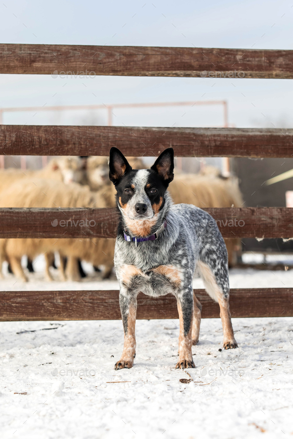 Australian Cattle Dog in action, herding a group of sheep. Dog breed's ...