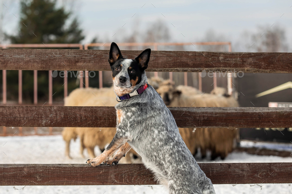 Australian Cattle Dog in action, herding a group of sheep. Dog breed's ...