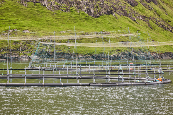 Salmon fishing farm pools in Faroe islands fjords. Aquaculture Stock ...