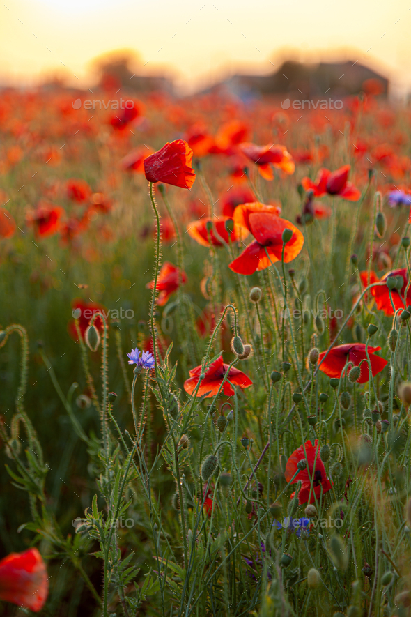 Field of poppies. Background for postcards. Nature in the summer ...