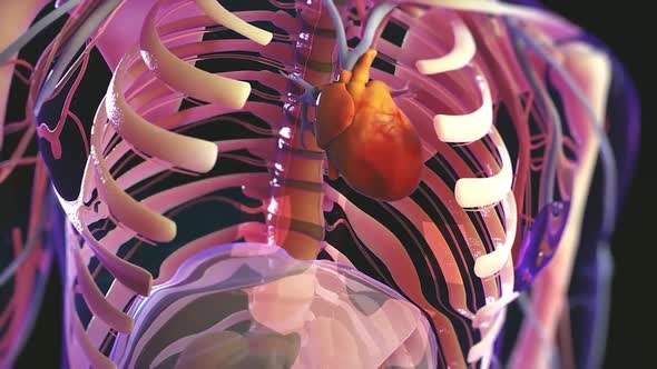 Human Circulatory System Heart Beat Anatomy Animation Concept. 3D ...