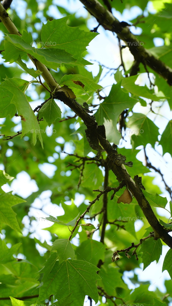 Sycamore tree. Platanus orientalis. Spotted plane tree trunk under ...