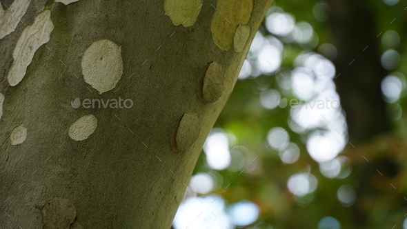 Sycamore tree. Platanus orientalis. Spotted plane tree trunk under ...