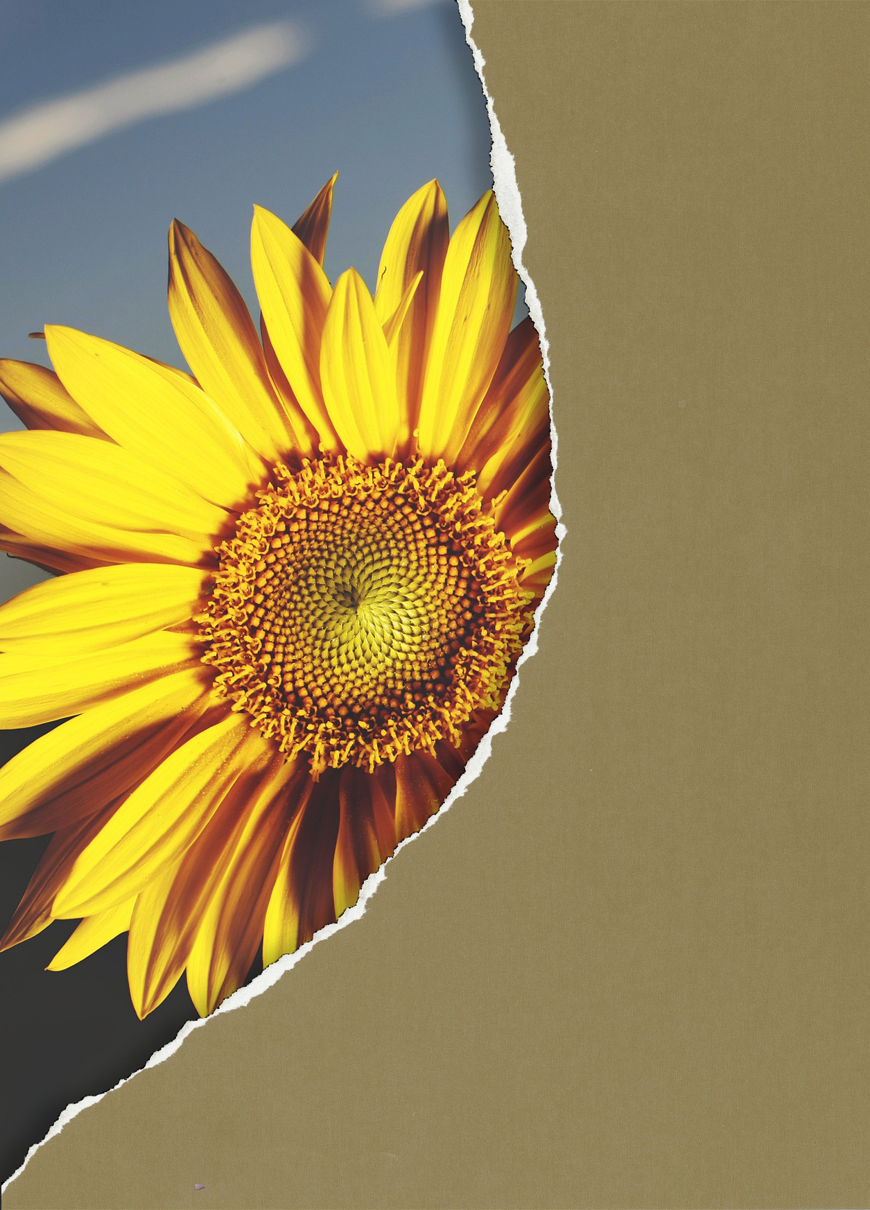 Ripped Paper / Torn Paper Photo Effect Photoshop Template, Add-ons