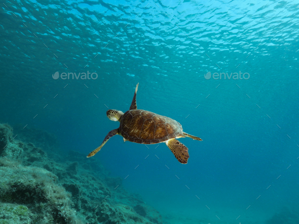 Green sea turtle from Cyprus Stock Photo by SakisLazarides | PhotoDune