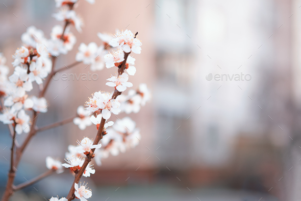 Branches of flowering fruit trees. Spring bloom in the garden Stock ...