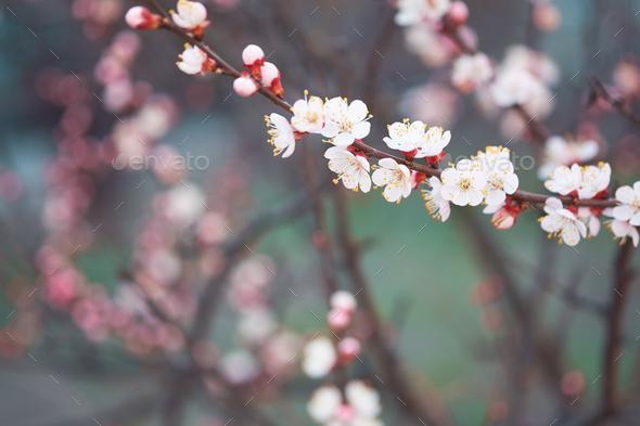Branches of flowering fruit trees. Spring bloom in the garden Stock ...