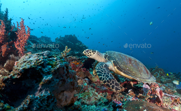 Indonesia, Bali, Nusa Lembonga, Nusa Penida, hawksbill turtle ...