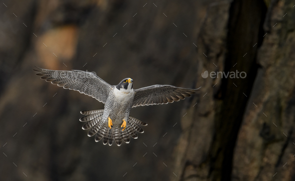 A Peregrine Falcon Portrait Stock Photo by harrycollinsphotography