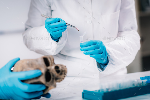 Bioarcheology. Archaeologist Analyzing Ancient Human Skull in ...