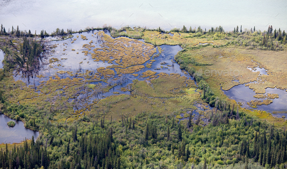 Riparian sub-arctic boreal forest taiga wetland Stock Photo by pilens