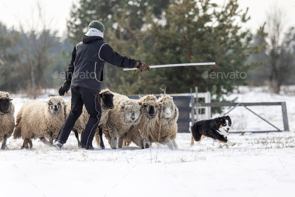 Australian Shepherd Dog herding a group of sheep. Dog breed's working ...