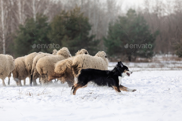 Australian Shepherd Dog herding a group of sheep. Dog breed's working ...