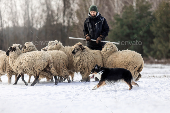 Australian Shepherd Dog herding a group of sheep. Dog breed's working ...