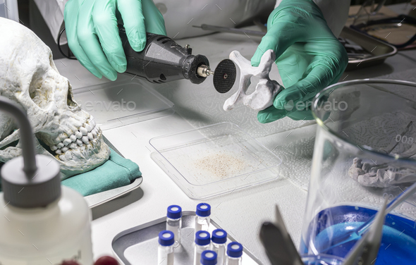 Forensic scientist removes bone from human skeleton to investigate ...