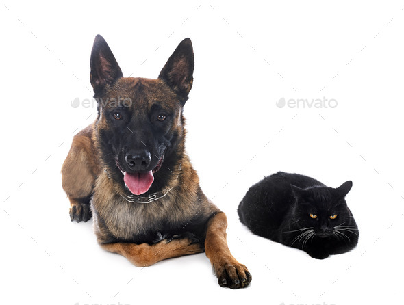 malinois and cat in studio Stock Photo by cynoclub | PhotoDune