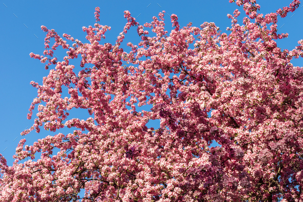 Pink blooming tree in the park against blue sky. Spring background ...