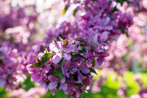 Pink blooming tree in the park. Spring background. Stock Photo by IrynaTolm