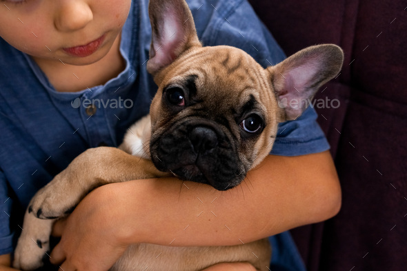 child holding her pet, girl sitting with french bulldog puppy Stock ...