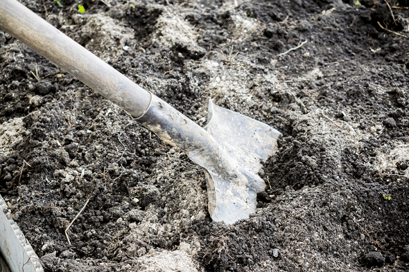 gardener digging in vegetable garden. Farmer working dig soil, ground ...