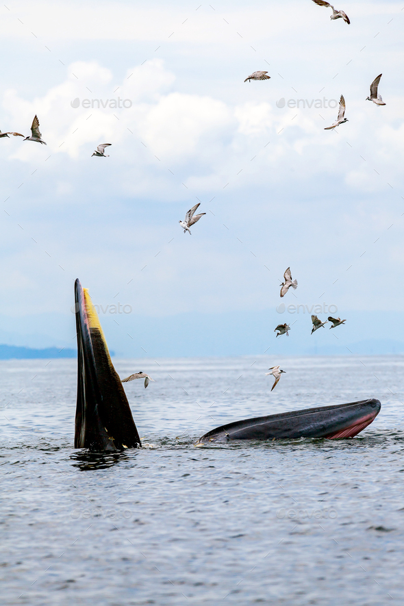 Bryde's whale, Eden's whale, Eating fish at gulf of Thailand. Stock ...