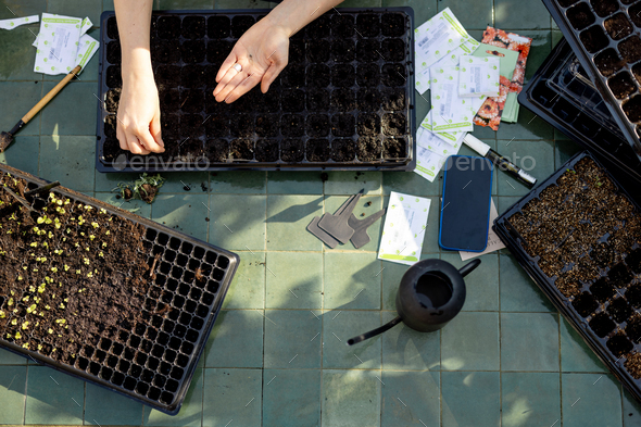 The process of sowing seeds into seedling trays Stock Photo by RossHelen