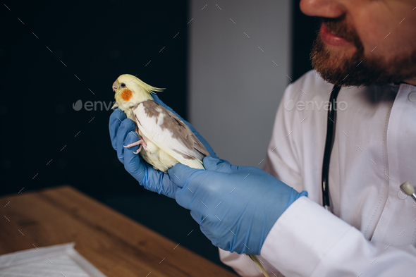 Veterinarian examining sick African grey parrot with stethoscope at vet ...