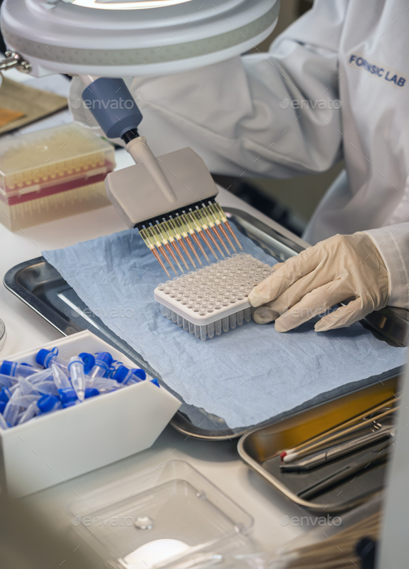 Police scientist analyzes DNA with multipipette for crime lab analysis ...